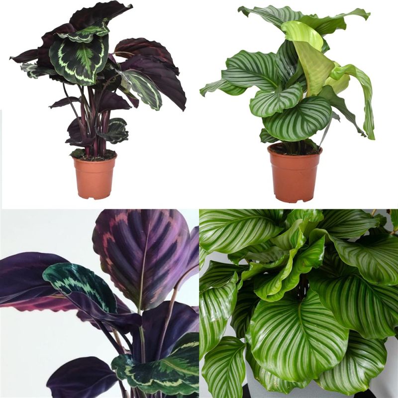 Calathea mix v.17 h.55-70 | Megatek