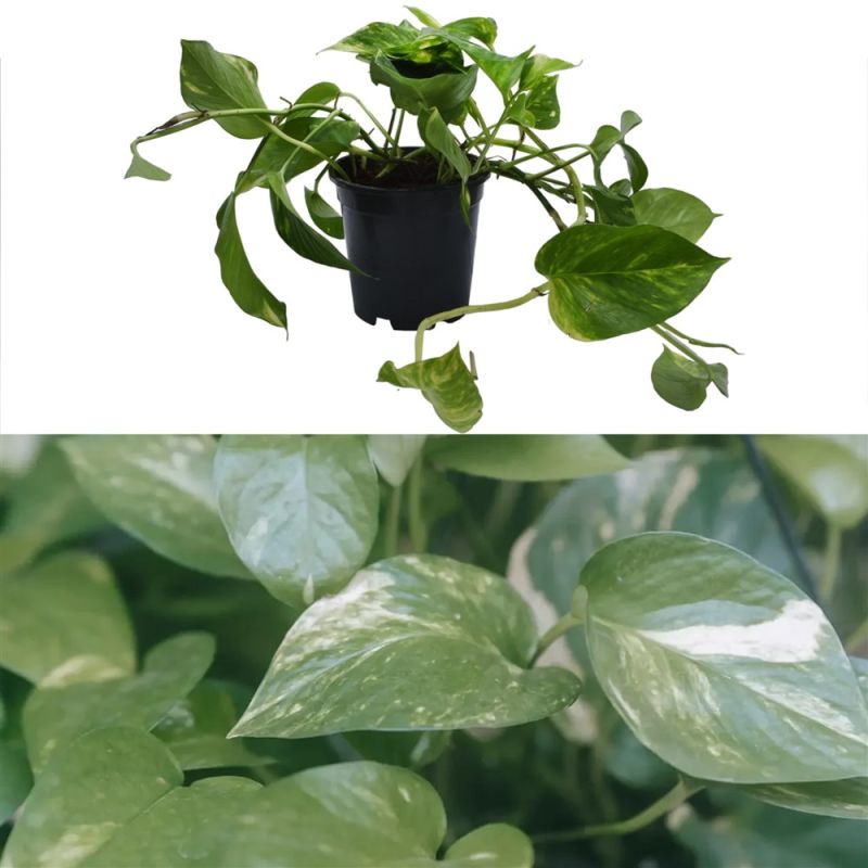 Epipremnum v.15 h.35 | Megatek