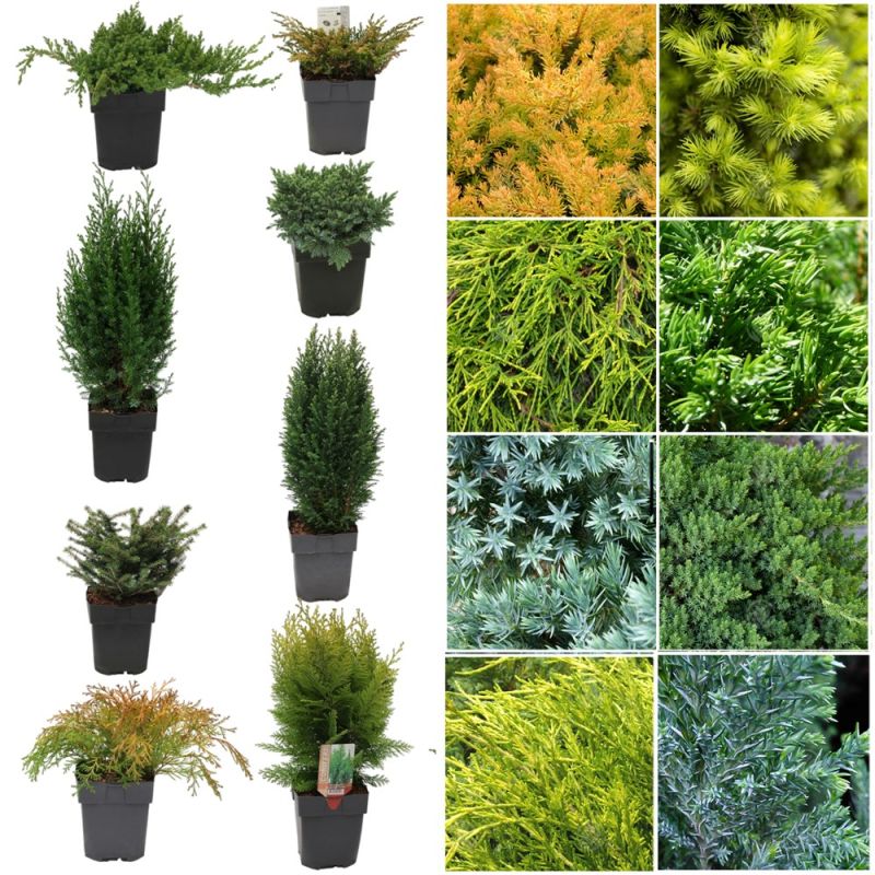 Conifers mix v.17 h.40 | Megatek