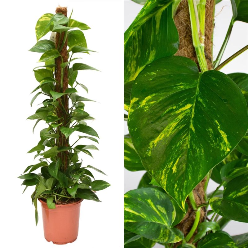 Epipremnum moss stick v.21 h.85-100 | Megatek