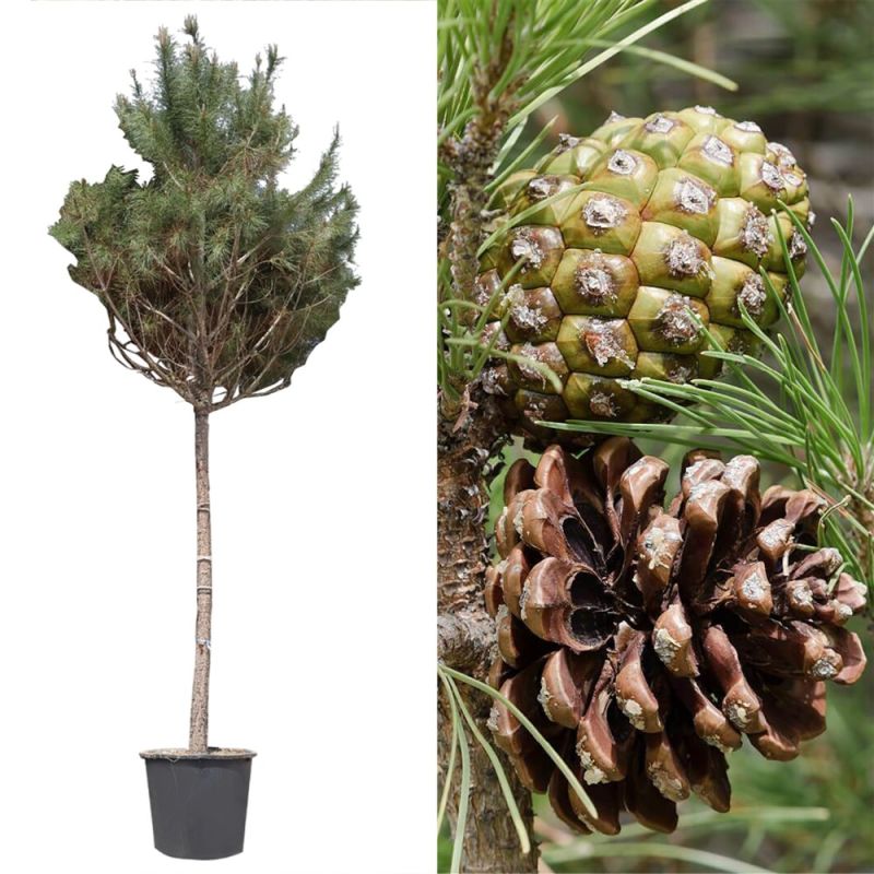 Pishe, pinus pinea v.80 h.420 | Megatek