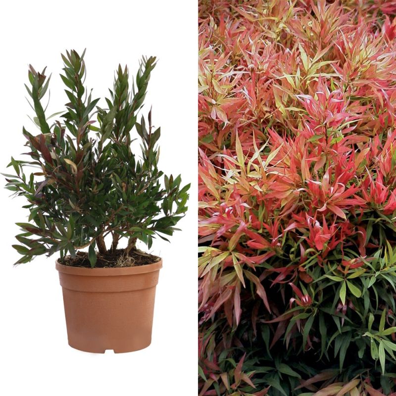 Callistemon red rocket v.18 | Megatek