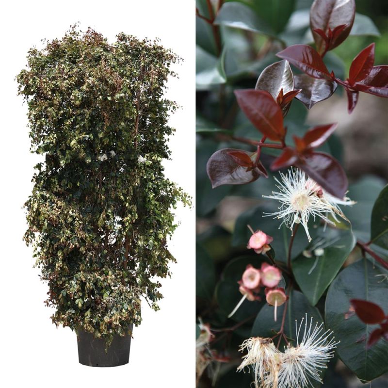 Eugenia etna fire v.110 h.500 cm | Megatek