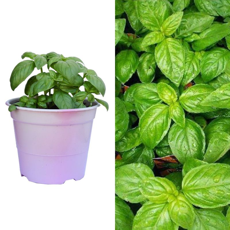 Borzilok, ocimum basilicum v.14 | Megatek