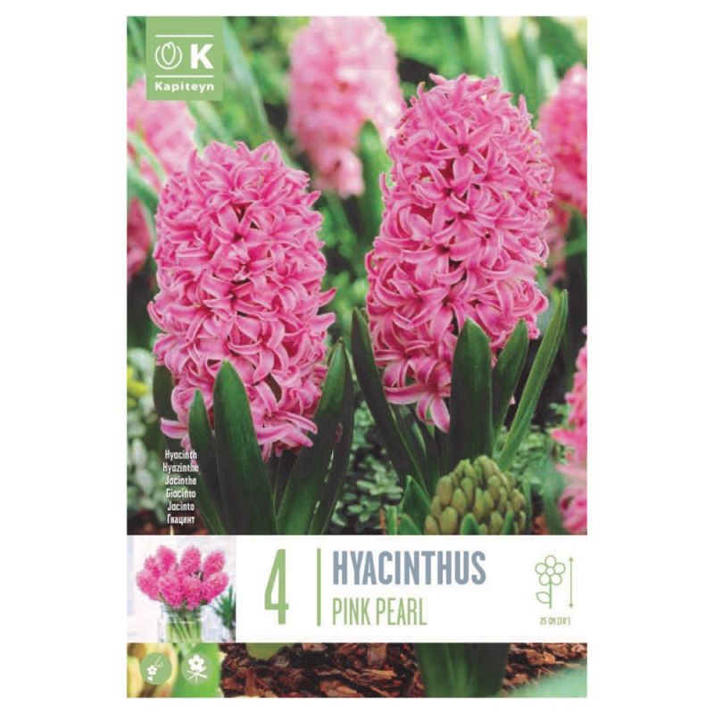 Bulbs, hyacinth pink pearl, 4 pc/pack | Megatek