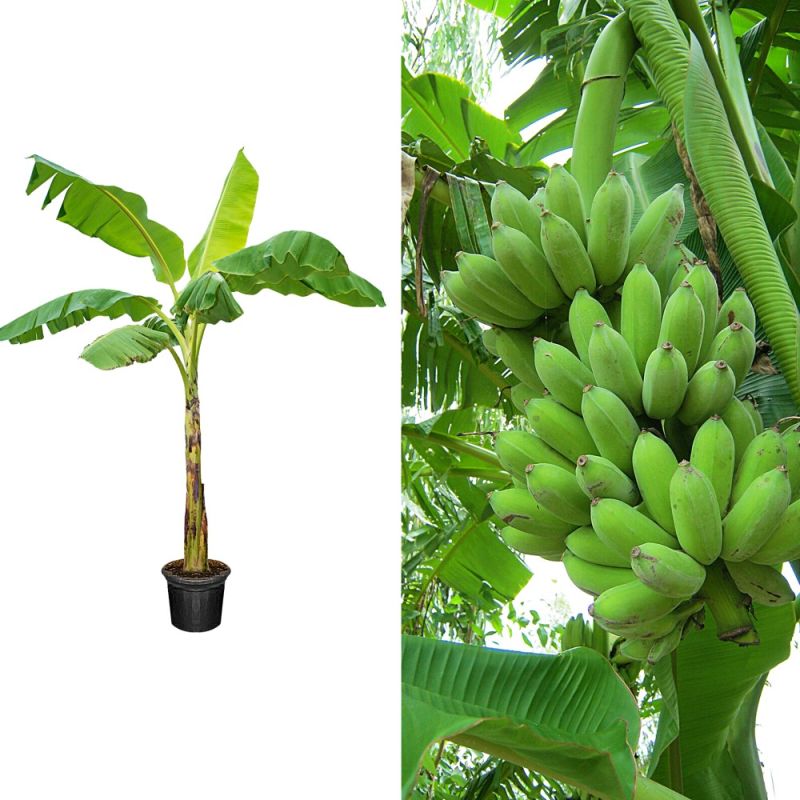 Banane, musa paradisiaca 1 plants group v.35 h.170-230 cm