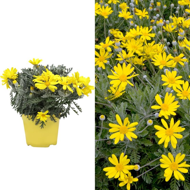Euryops pectinatus v.14 h.22 | Megatek