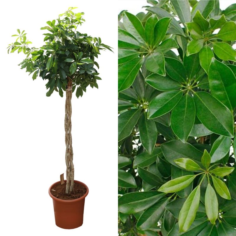 Schefflera compacta v.30 h.140-160, twisted stem | Megatek