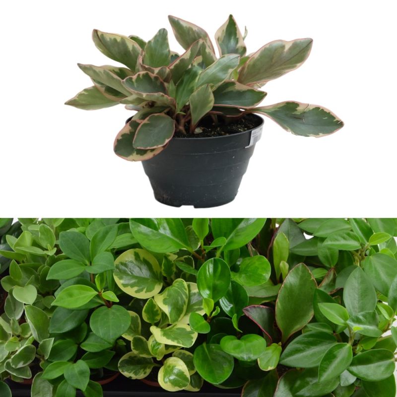 Peperomia mix v.17 h.35 | Megatek