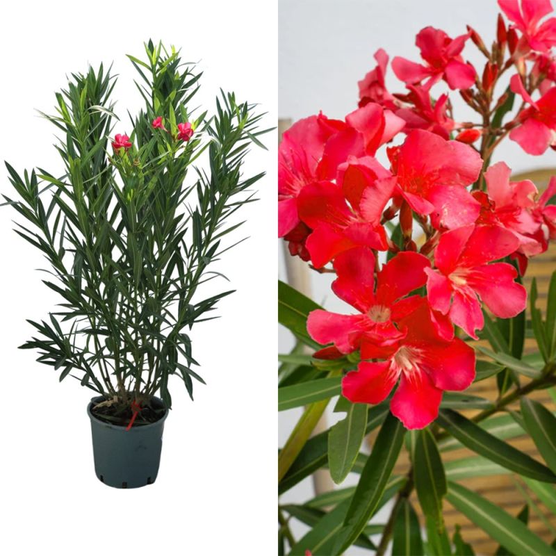 Nerium oleander v.24 h.80 | Megatek