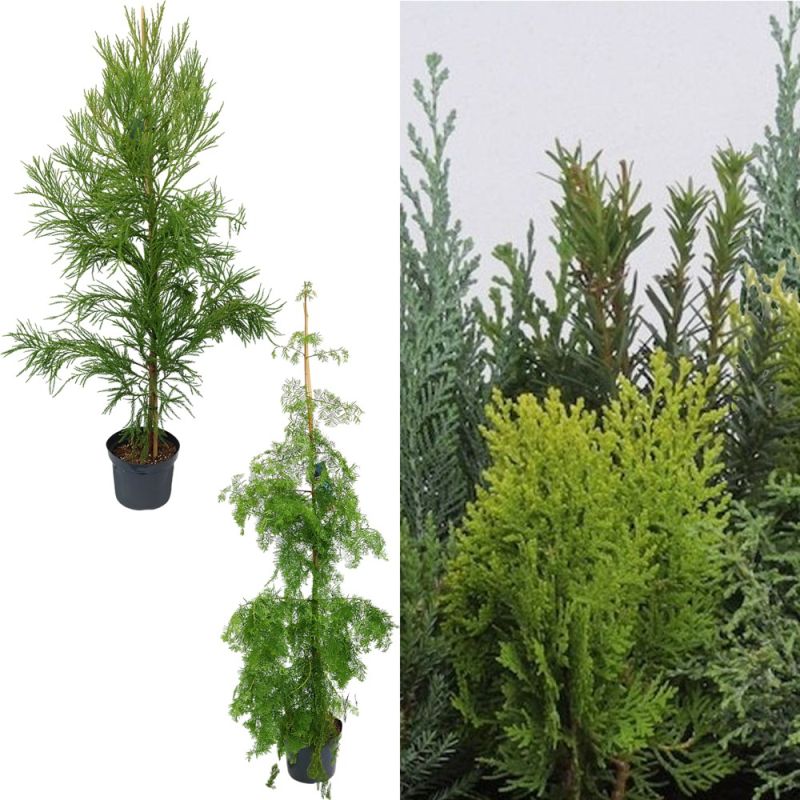 Conifers mix v.26 h.150 | Megatek