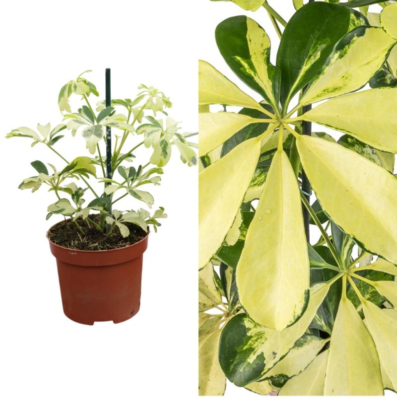 Schefflera arboricola, janine v.10 h.20 | Megatek