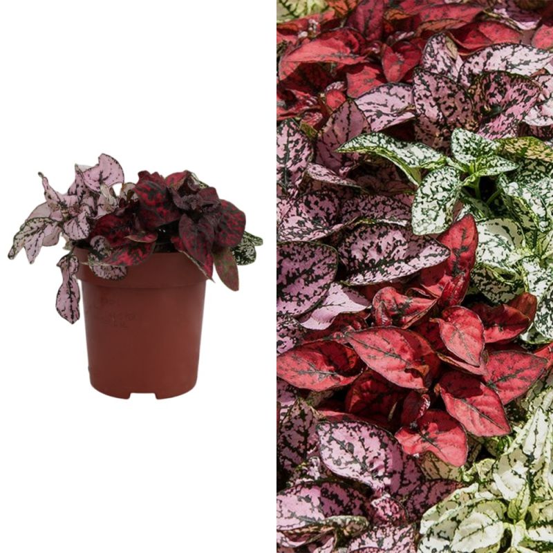 Hypoestes phyllostachya mix v.12 h.14 | Megatek