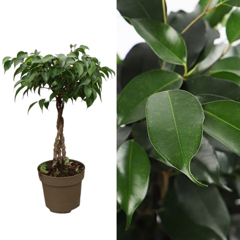 Ficus benjamina v.12 h.40, twisted stem | Megatek