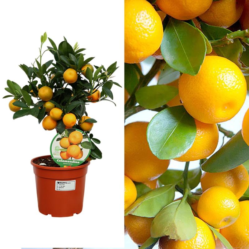 Italian mandarin, calamondino, citrus mitis v.15, mini tree