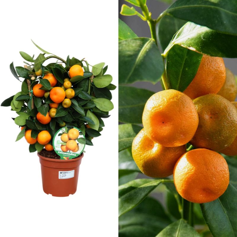 Italian mandarin, calamondino, citrus mitis v.15, trellis