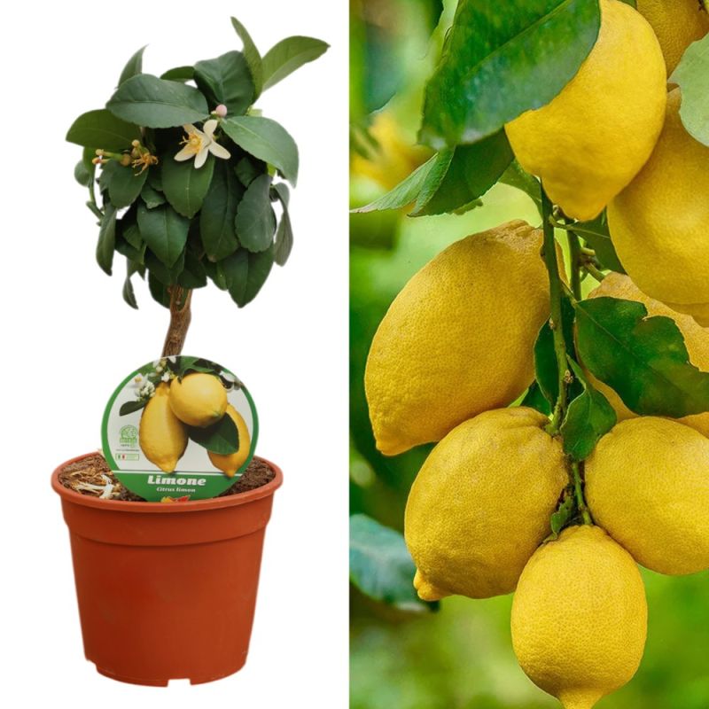 Italian lemon 4 times, lunario, citrus limon v.15, mini tree