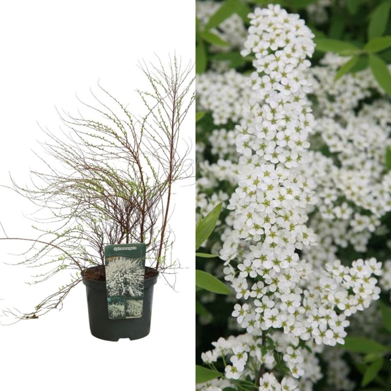 Spiraea arguta v.23 h.80 | Megatek