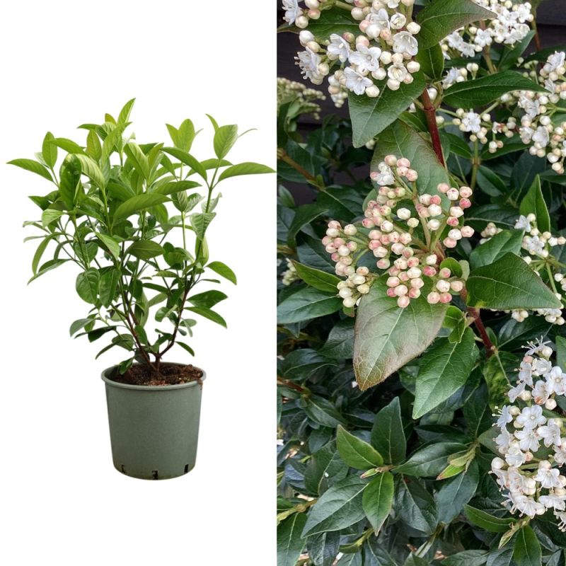 Viburnum lucidum v.24 h.80 | Megatek