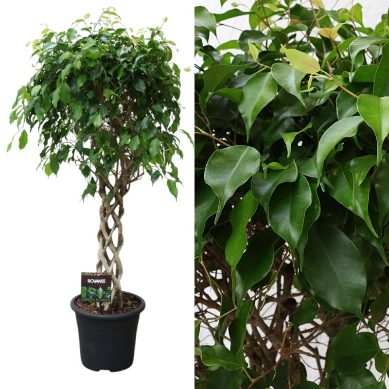 Ficus benjamina, twisted cilinder v.32 h.135 | Megatek