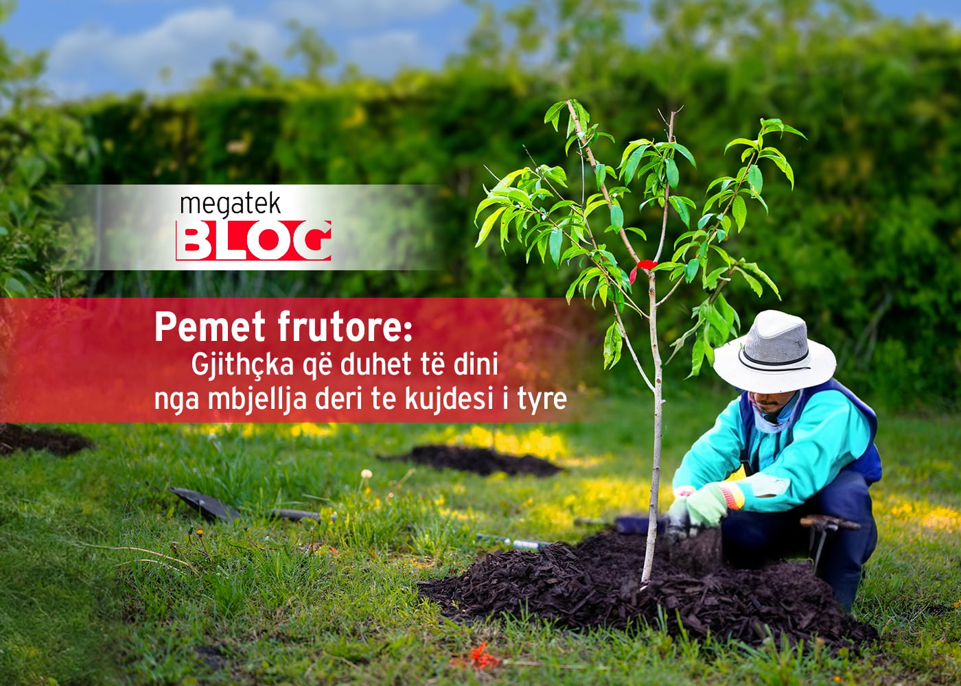 Pemët Frutore: Gjithçka që duhet të dini nga mbjellja deri te kujdesi i ...